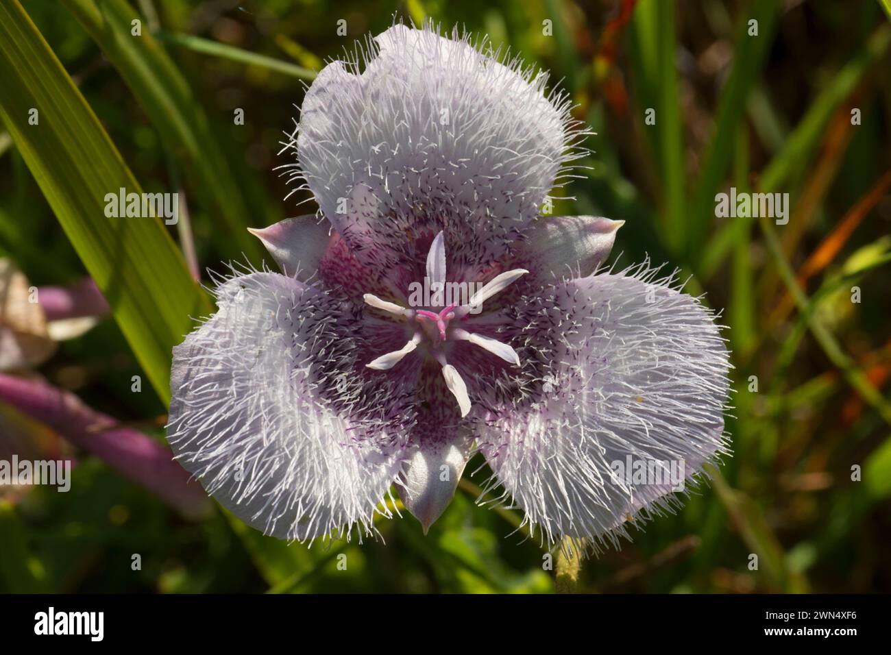 Star tulip hi-res stock photography and images - Alamy