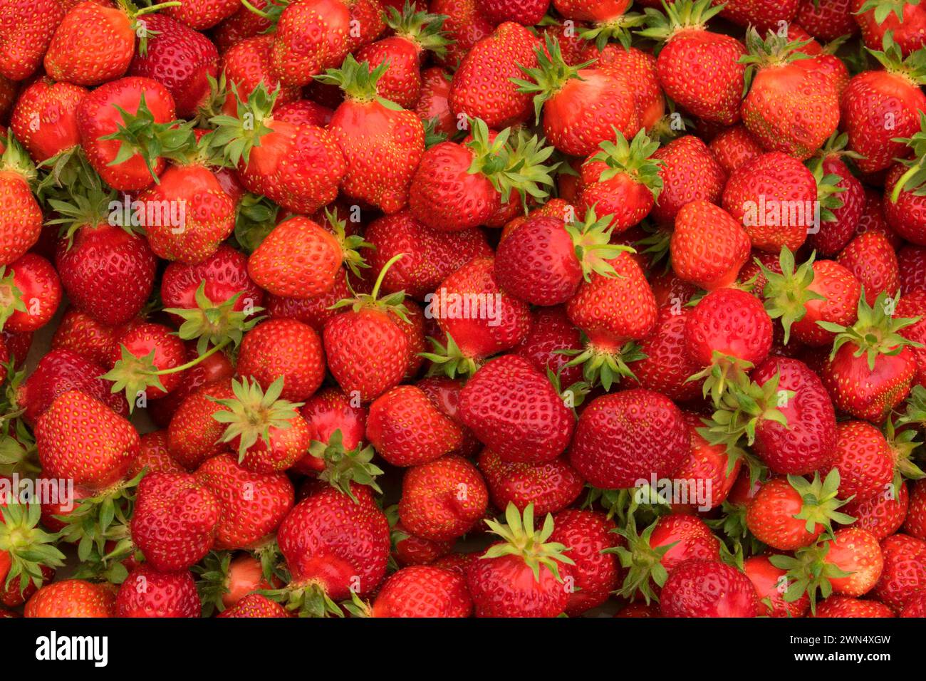 Marion hood hi-res stock photography and images - Alamy