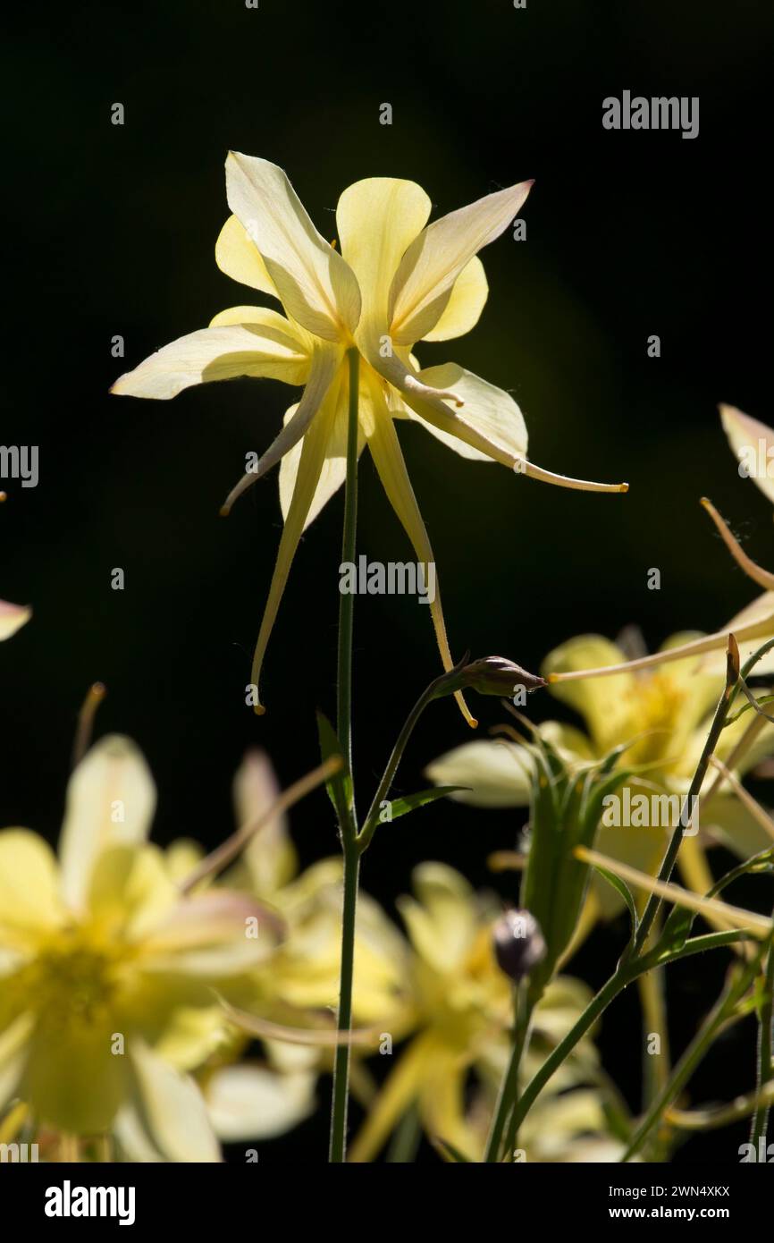 Columbine, Schreiners Iris Gardens, Keizer, Oregon Stock Photo - Alamy