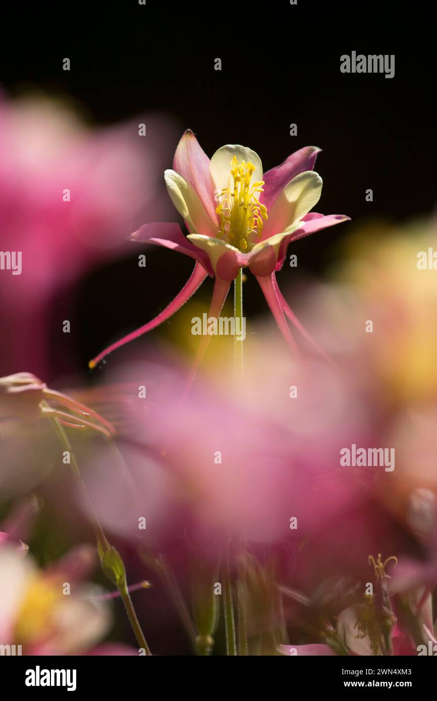Columbine, Schreiners Iris Gardens, Keizer, Oregon Stock Photo - Alamy