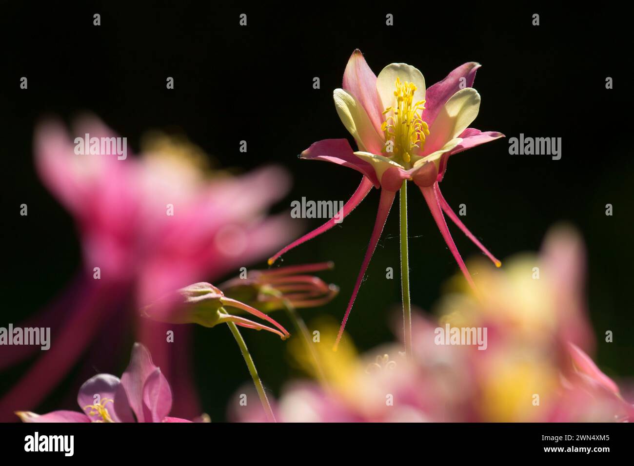 Columbine, Schreiners Iris Gardens, Keizer, Oregon Stock Photo - Alamy