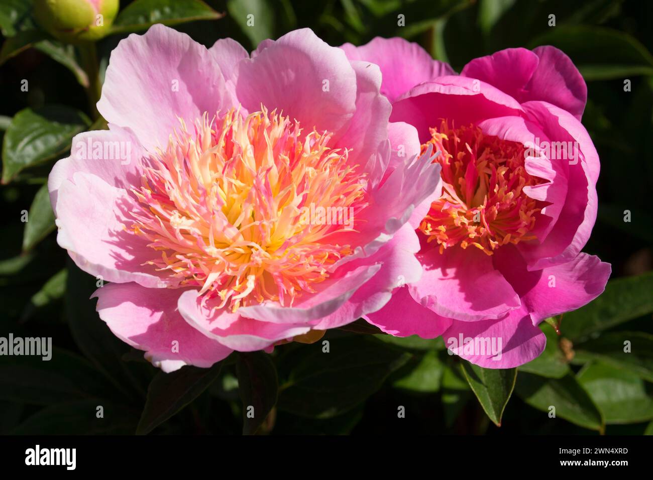 Do tell peony hi-res stock photography and images - Alamy
