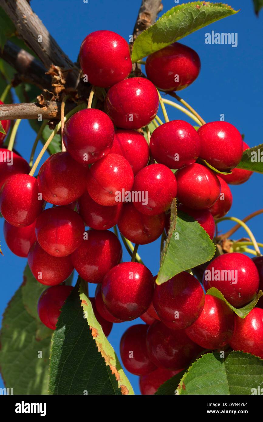 Sweetheart cherries hi-res stock photography and images - Alamy