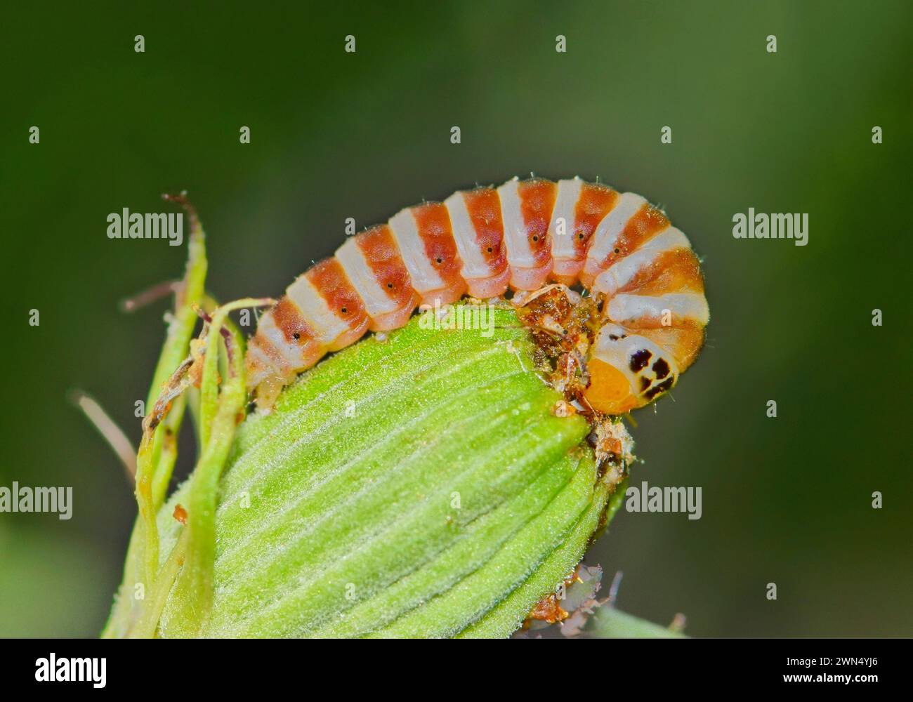 Matutinal Flower Caterpillar (Schinia mitis) eating a dandelion bud ...