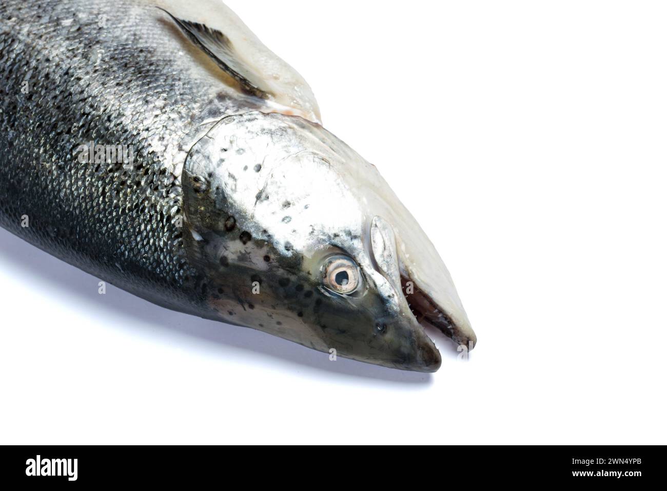 Salmon trout fish salmo hi-res stock photography and images - Alamy