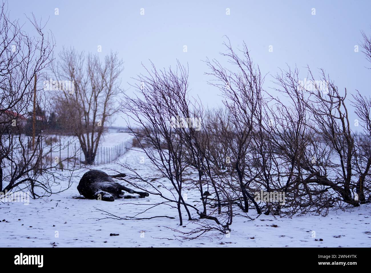 Snow covers a cow killed by the Smokehouse Creek Fire, Thursday, Feb ...
