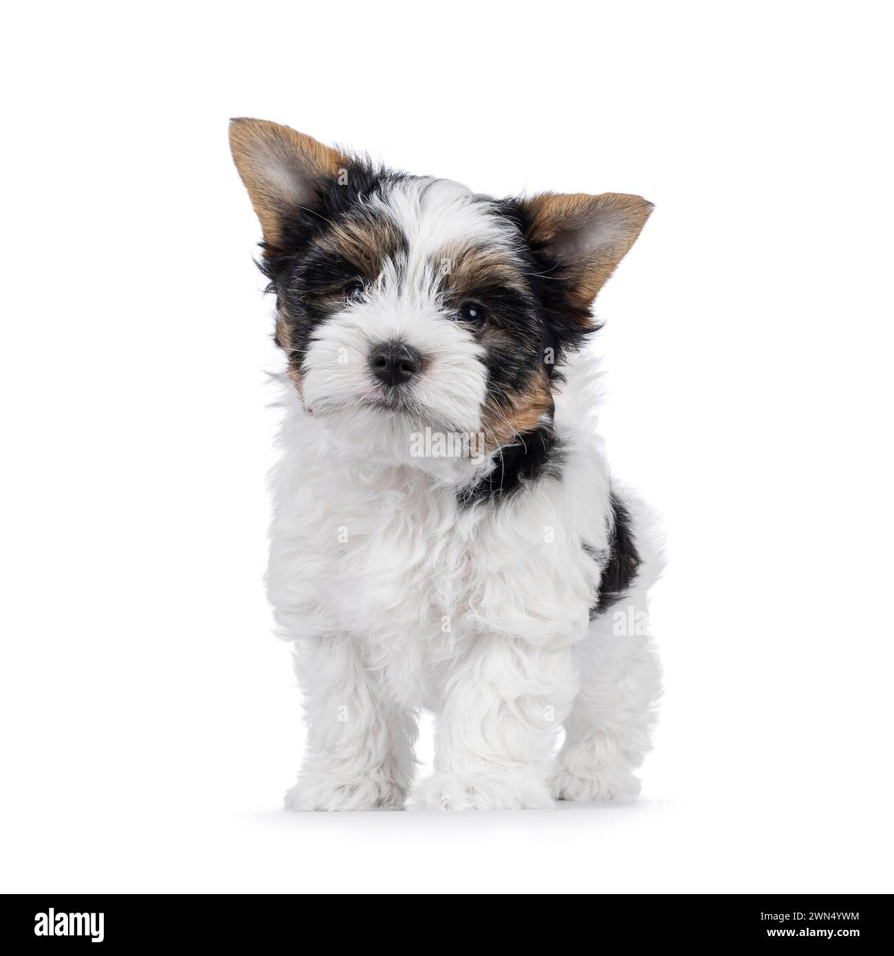 Cute Biewer Terrier dog puppy, standing facing front with tail fierce ...
