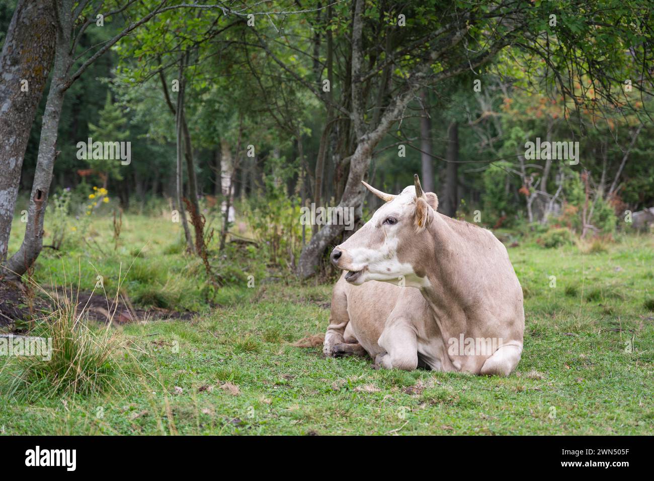 Muscular marbling hi-res stock photography and images - Alamy