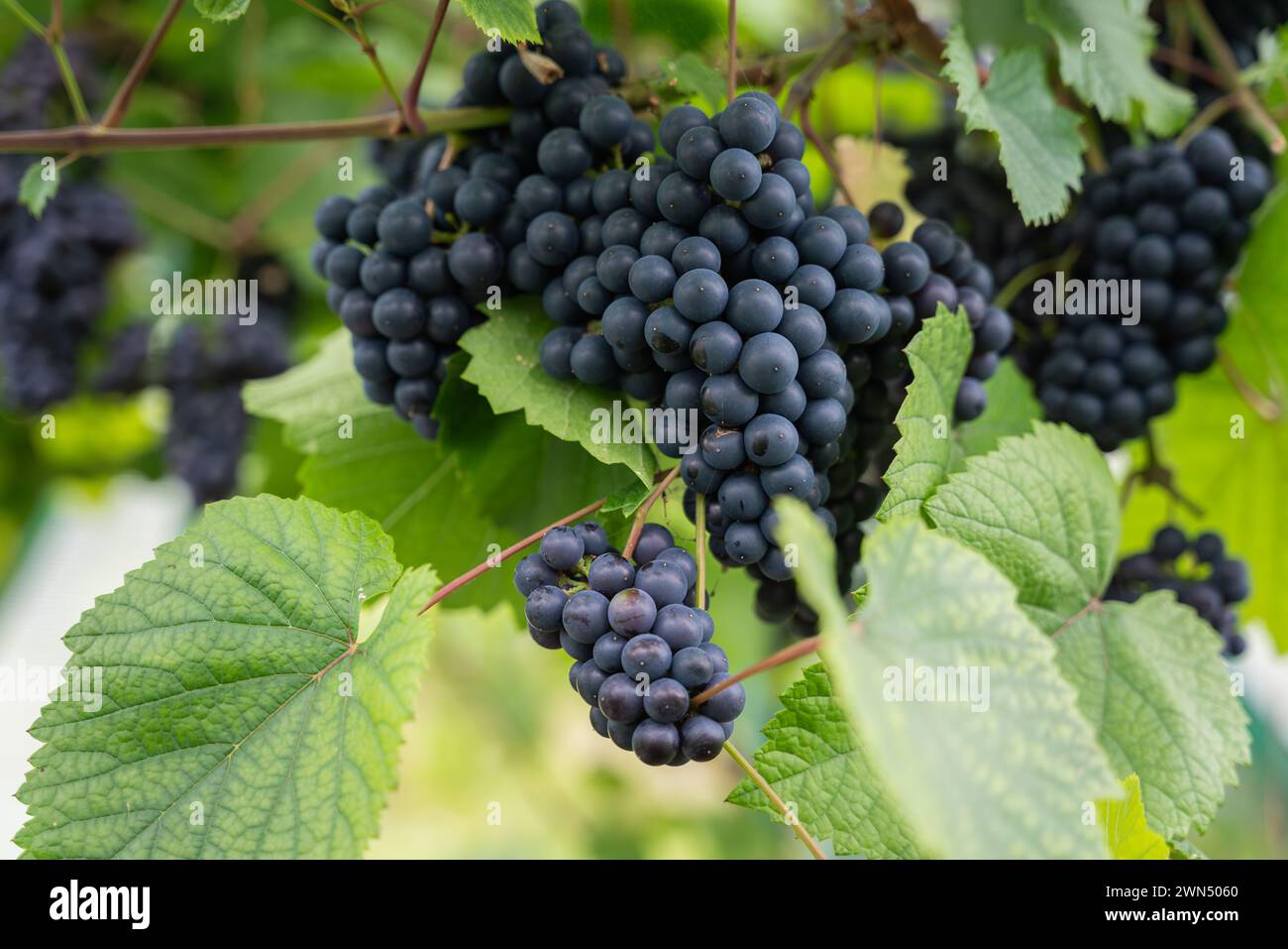 Grapevine in a greenhouse hi-res stock photography and images - Alamy