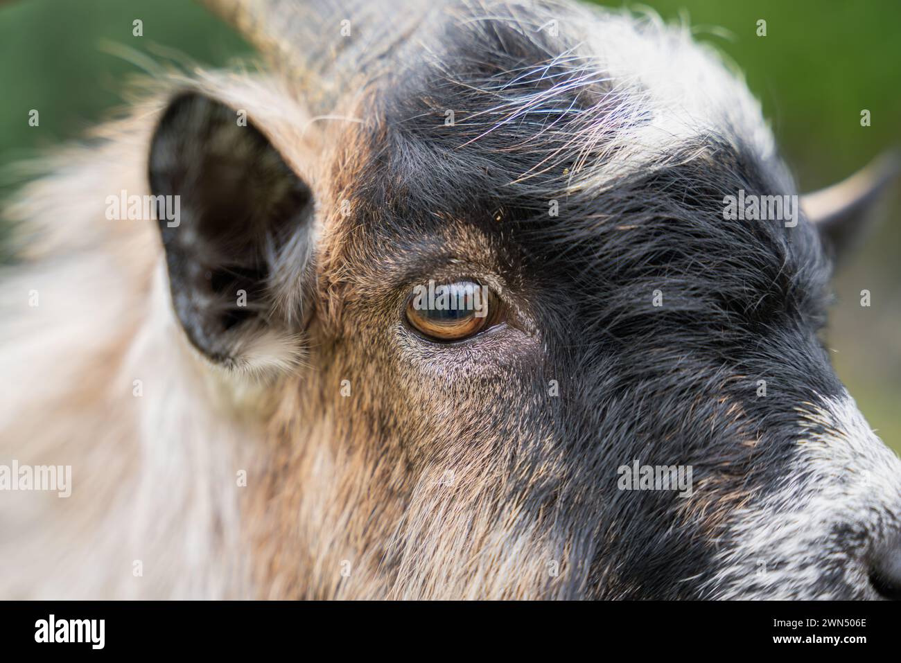 Close-up of a Cameroon goat (Capra hircus domestic). African pygmy goat ...