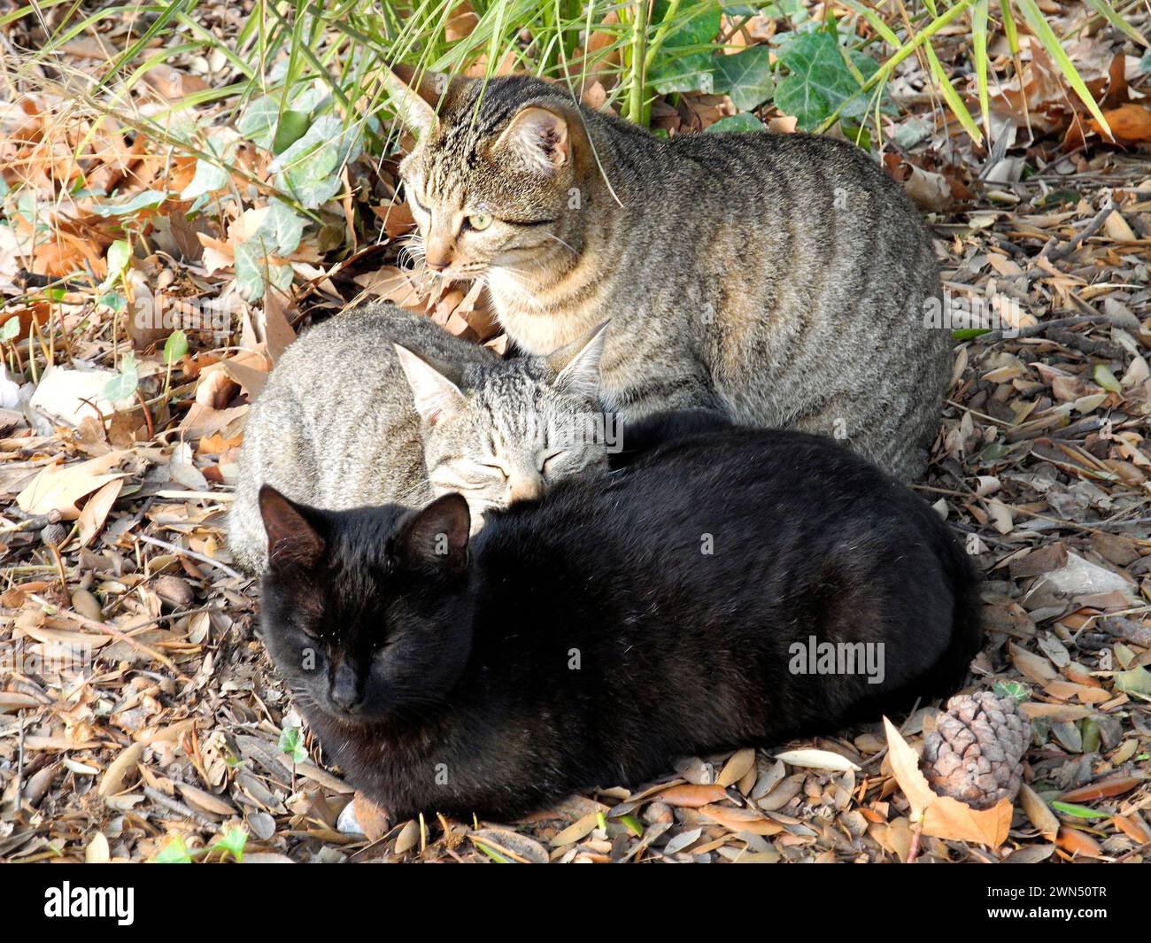 Greece, three young cats in a park in Athens Stock Photo - Alamy