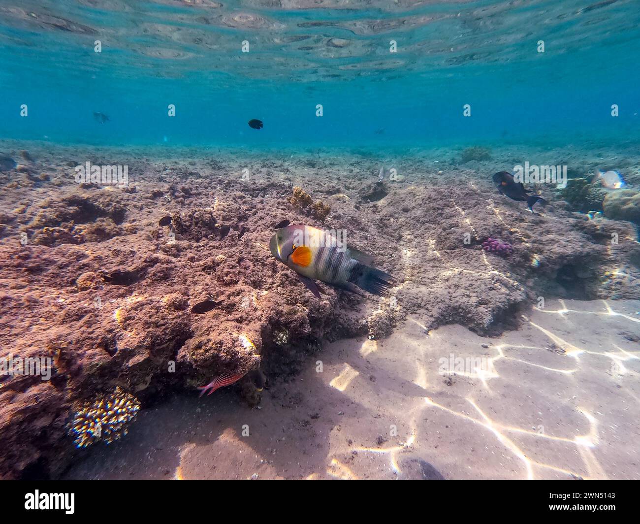 Close up view of tropical big broomtail wrasse known as Cheilinus ...