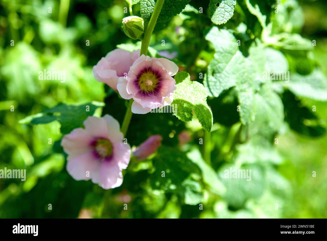 Leaf of a musk mallow hi-res stock photography and images - Alamy