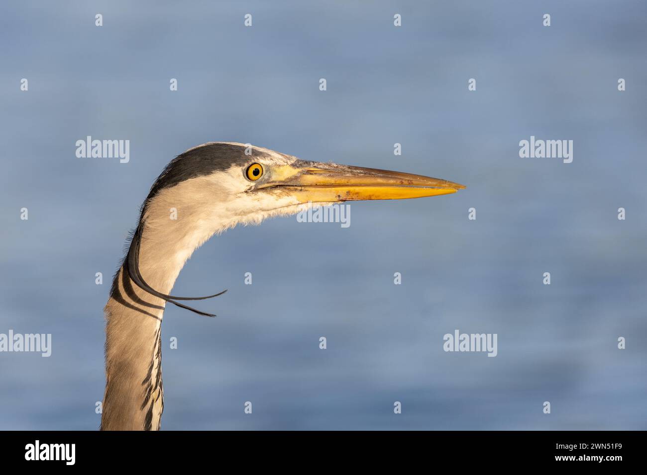 Egret head looking right illuminated by setting sun. Creamy blue ...