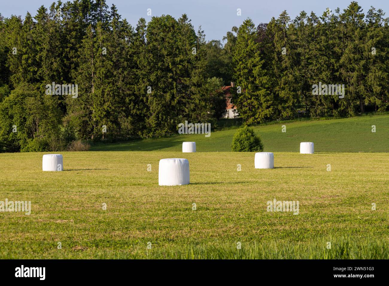 Rolls of hay in white plastic laying on a field. Trees in background ...