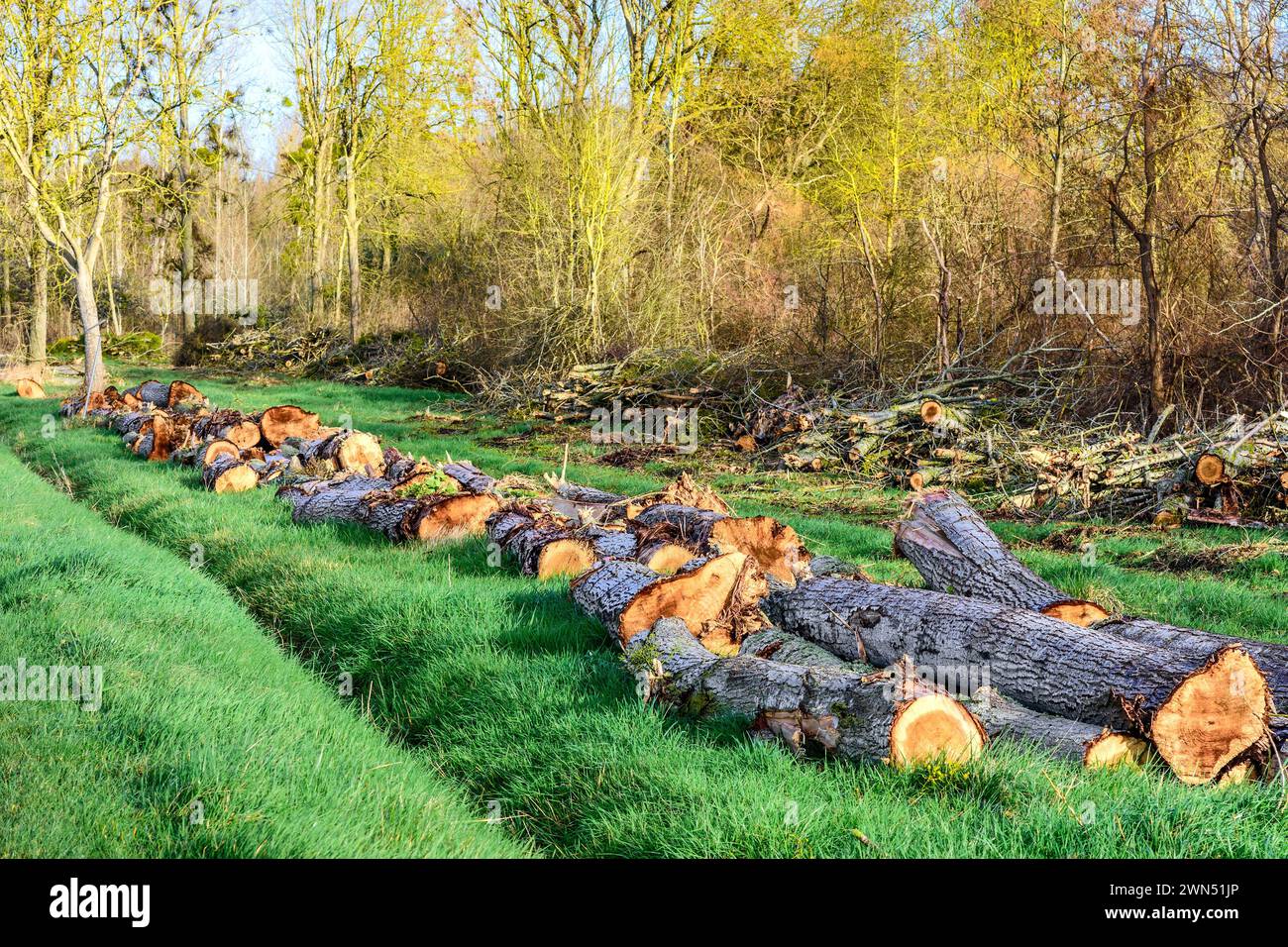 Poplar (Populus) tree trunks cut for commercial logging use - central ...