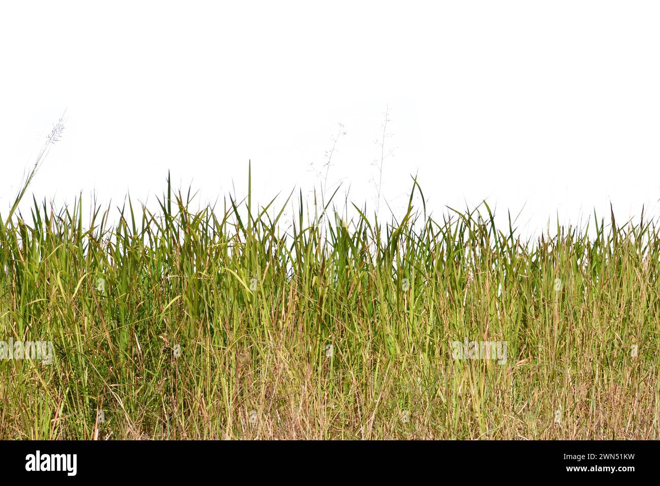 Grass isolated transparency background Stock Photo - Alamy