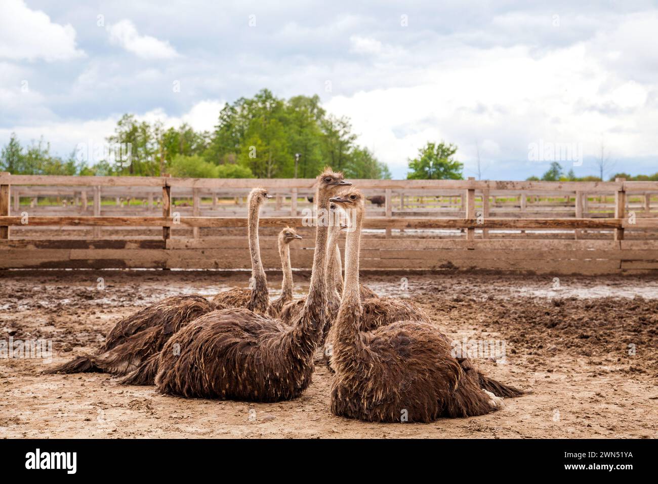 Common Ostrich - Struthio camelus is a species of flightless bird ...