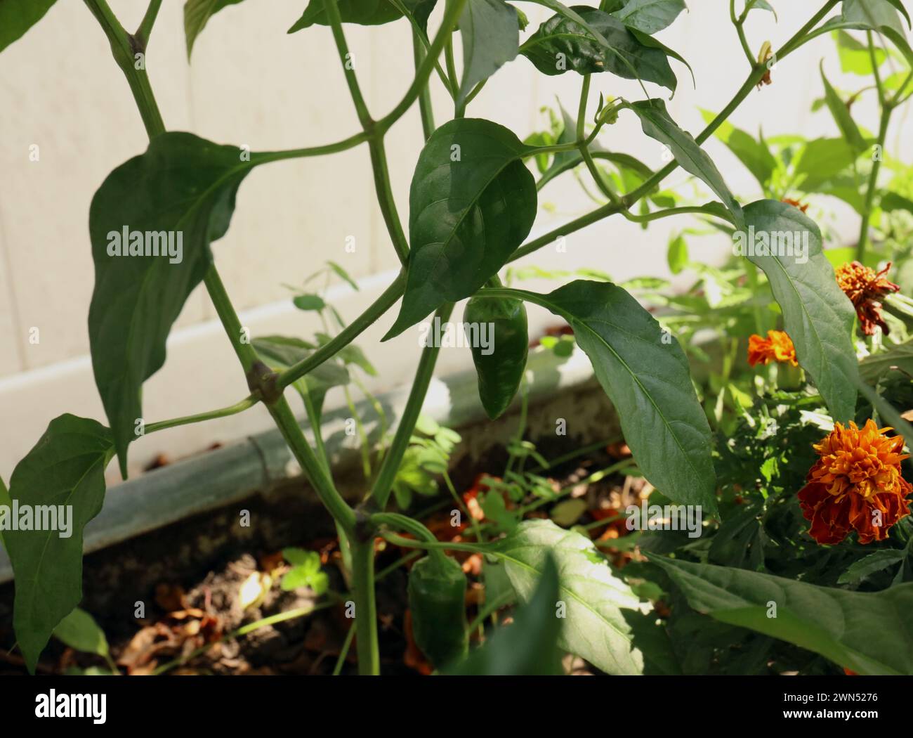 Green Jalapeno Peppers growing in a garden with Marigold flowers, in ...