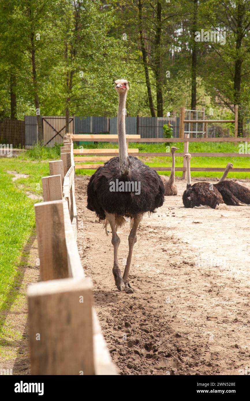 Common Ostrich - Struthio camelus is a species of flightless bird ...
