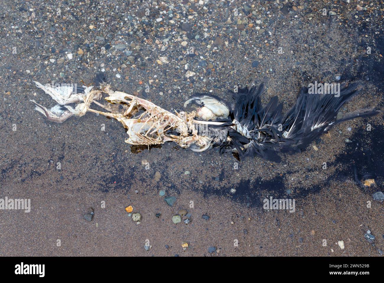 The carcass of a dead cormorant rotting on sandy beach half in water ...