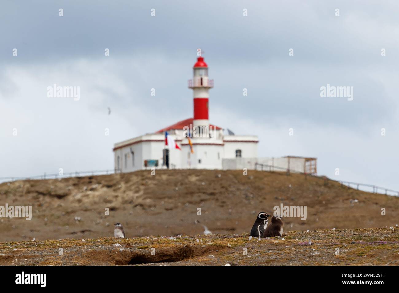 Faro Isla Magdalena, Maritime Signalling Lighthouse at Famous Penguin ...