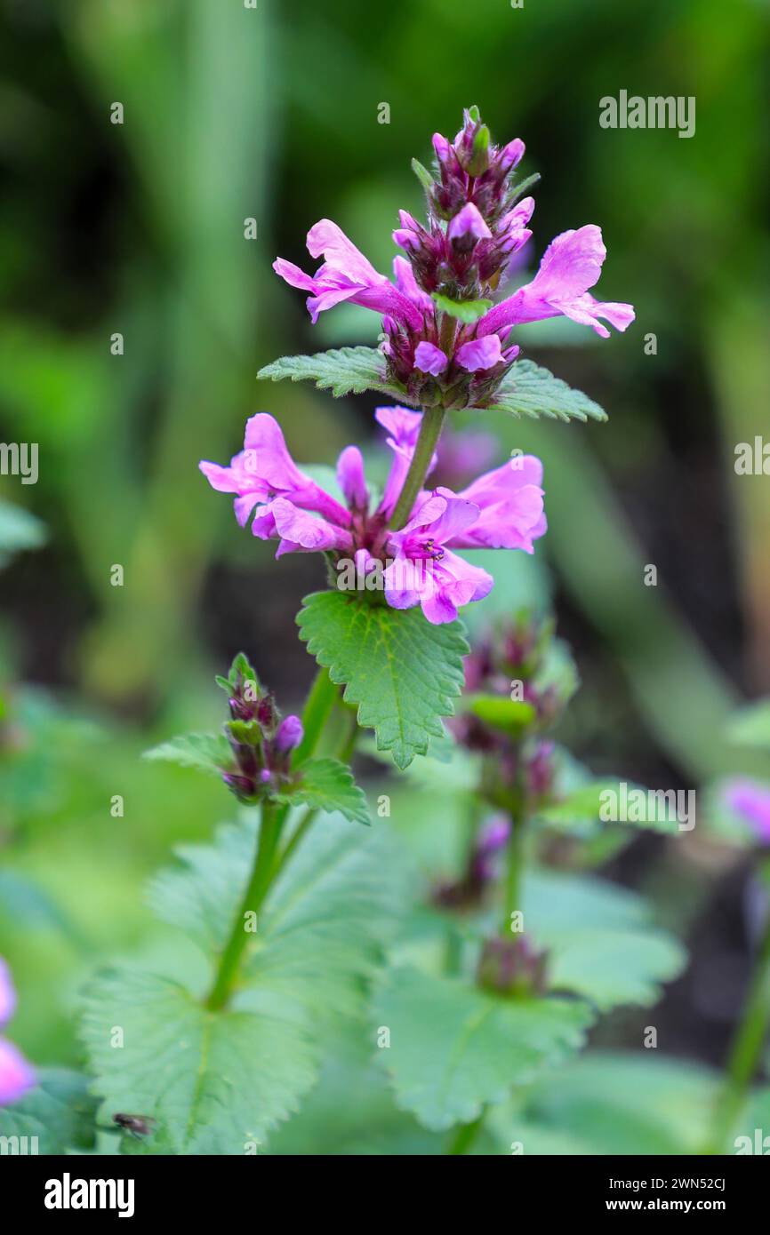 Betonica macrantha, formerly Stachys macrantha, known as big betony, is ...