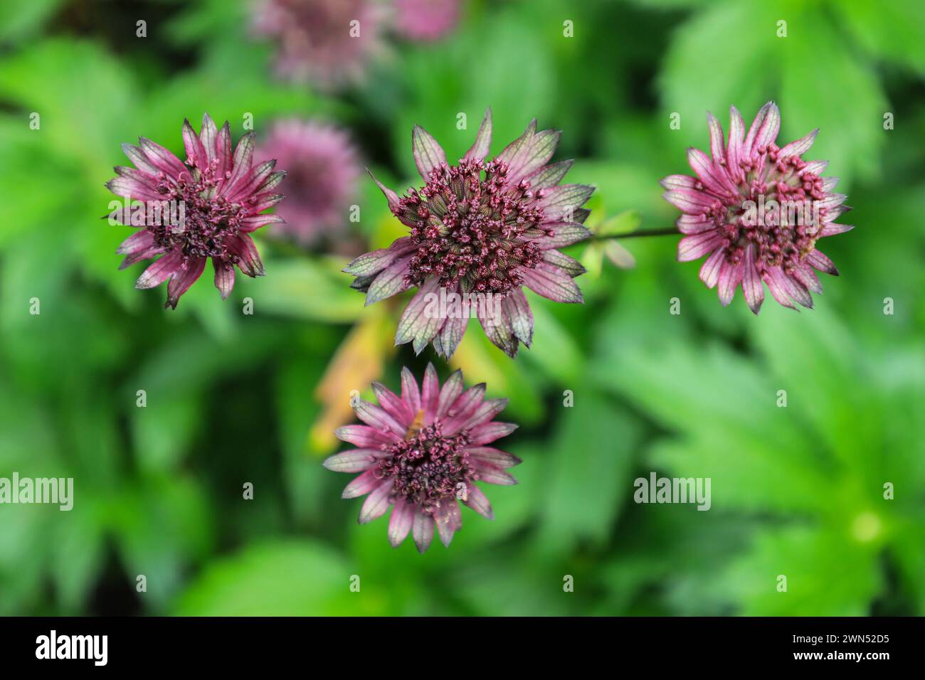 Flower heads of an Astrantia or Masterwort plant, England, UK Stock ...