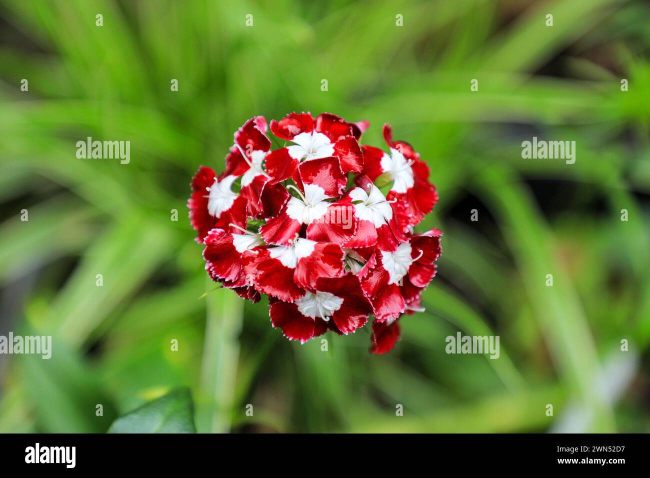 The red and white flowers of a flower head of a Sweet William (Dianthus ...