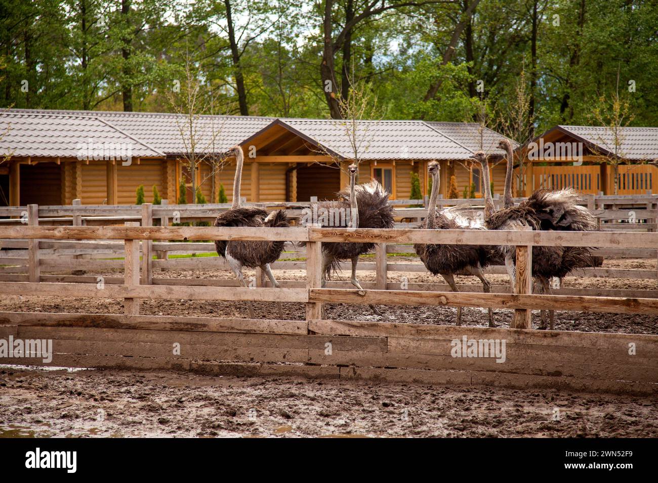 Common Ostrich - Struthio camelus is a species of flightless bird ...
