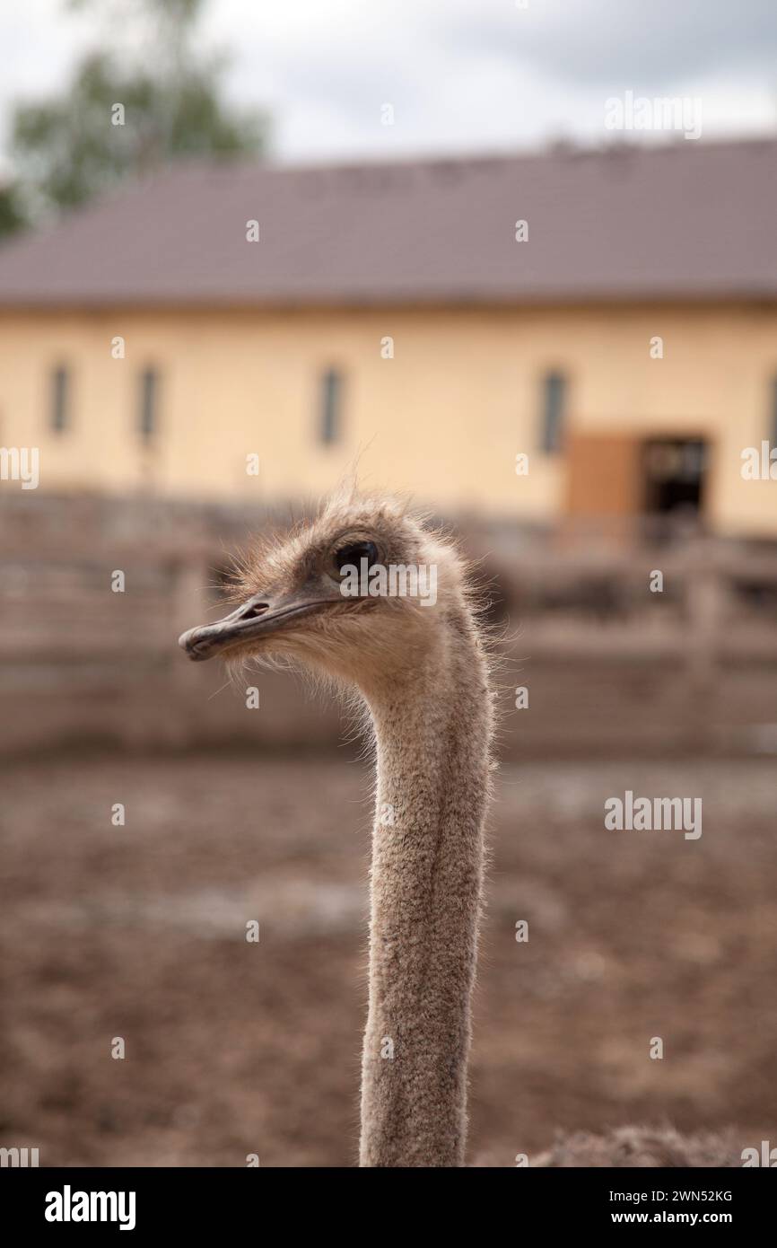 Close up view of Common Ostrich - Struthio camelus is a species of ...