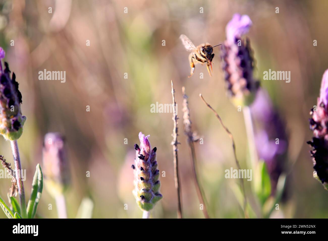 A bee captured in flight heading towards another flower Stock Photo - Alamy