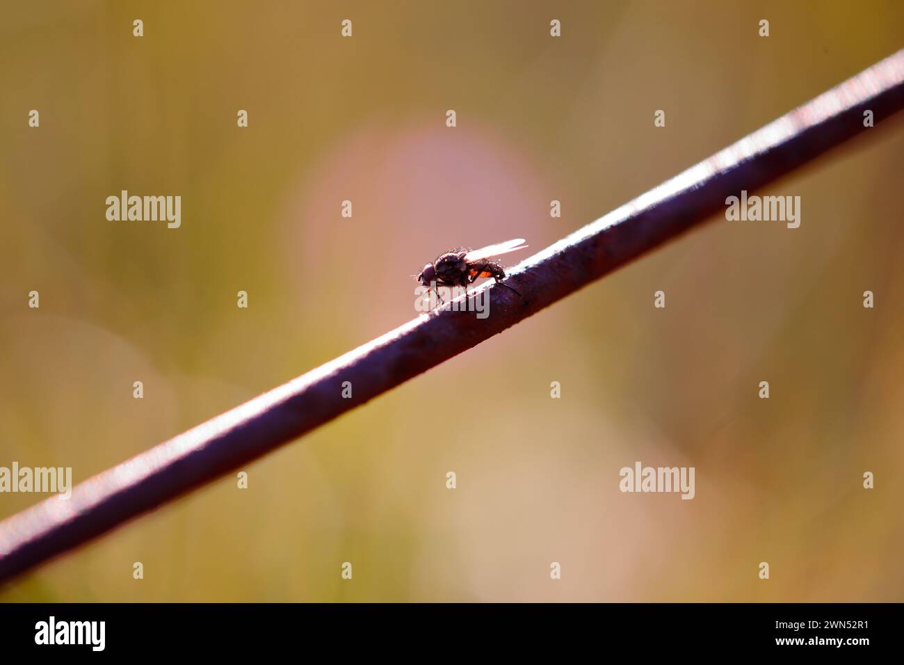 Insect perched on a wire drinking a drop of water Stock Photo - Alamy