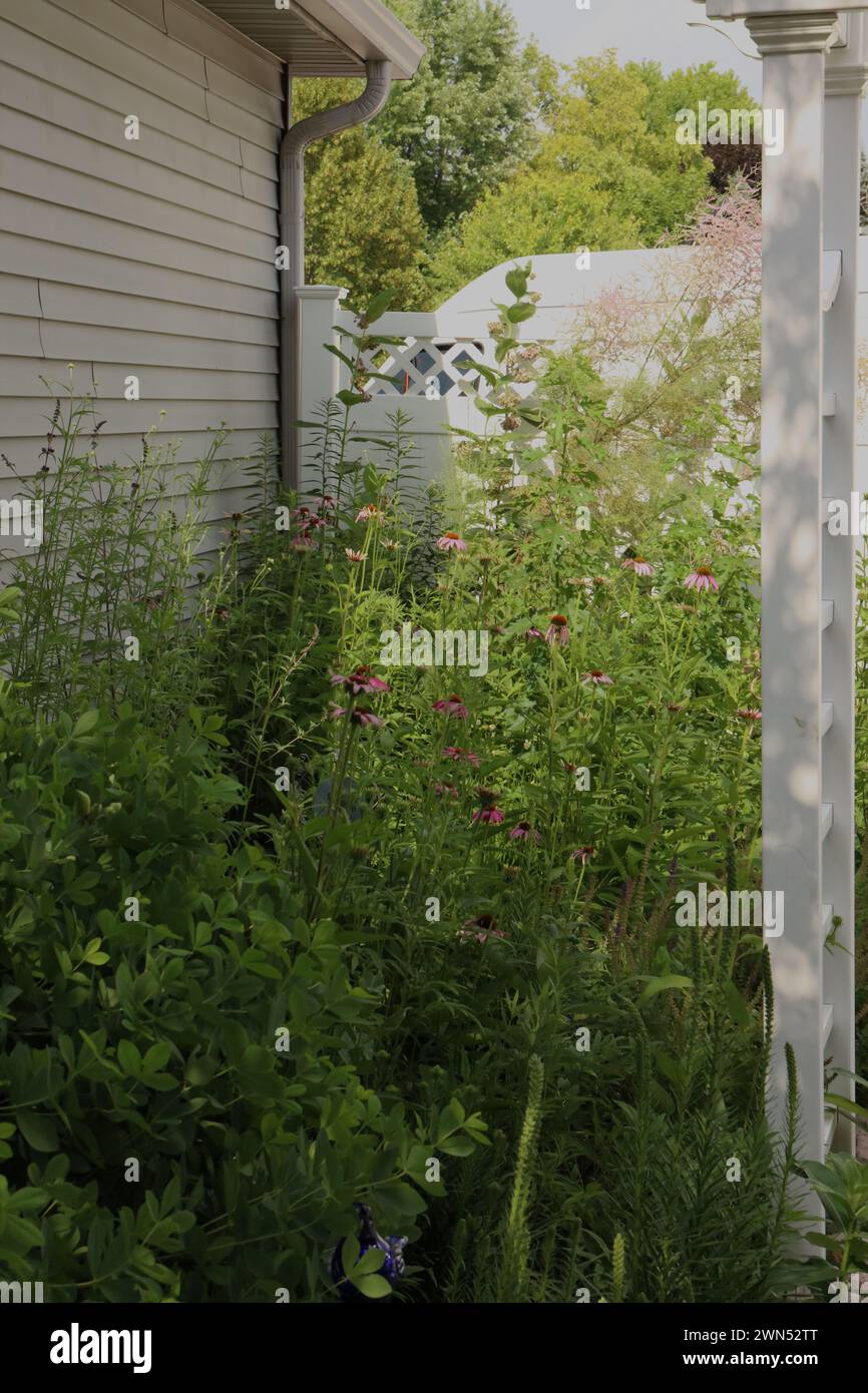 A cottage garden with blooming Purple Coneflower, Liatris, False Blue ...