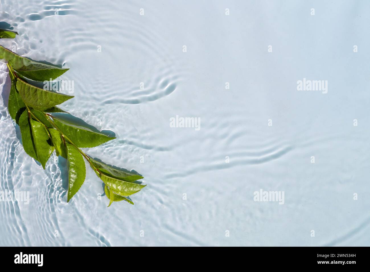 Natural plant on a transparent and water surface Stock Photo - Alamy