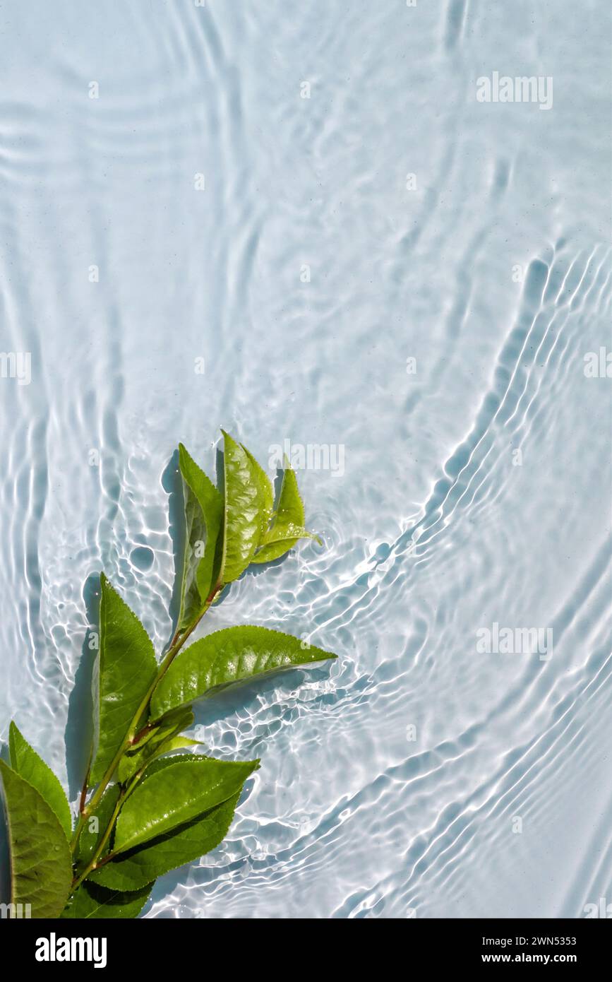 Natural plant on a transparent and water surface Stock Photo - Alamy