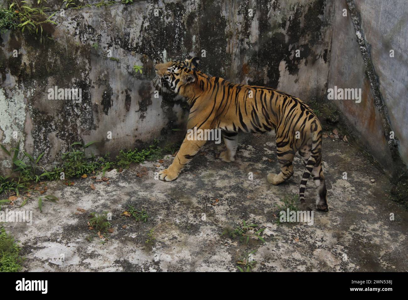 A Sumatran Tiger (Panther Tigris) undergoes a recovery process after ...