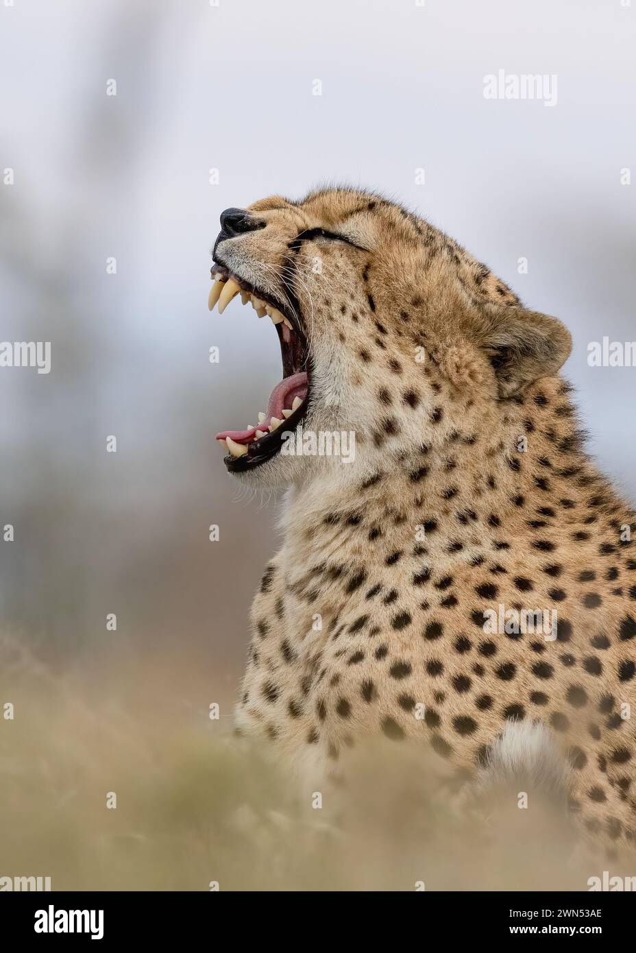 A cheetah yawns showing all its teeth, taken in the Masai Mara Stock ...