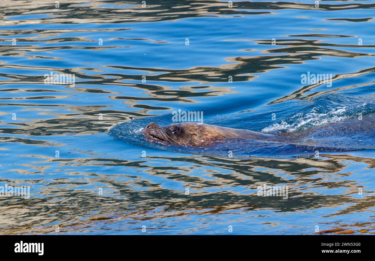 Sea Lion swimming with only head sticking out close to isla magdalena ...
