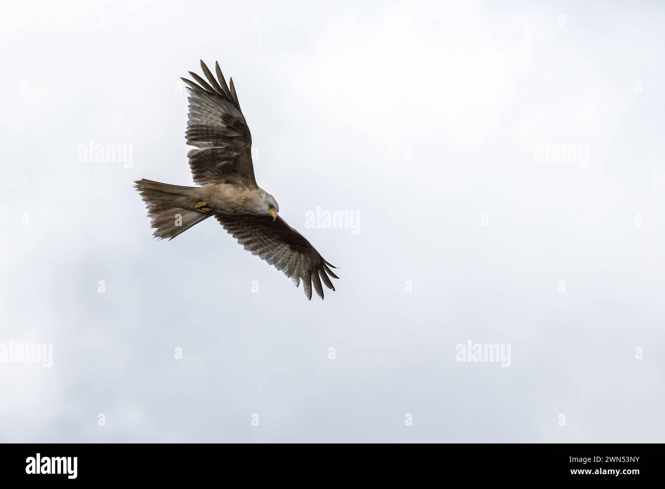 Extremely rare white-coloured red kite thought to be one of 10 in the ...