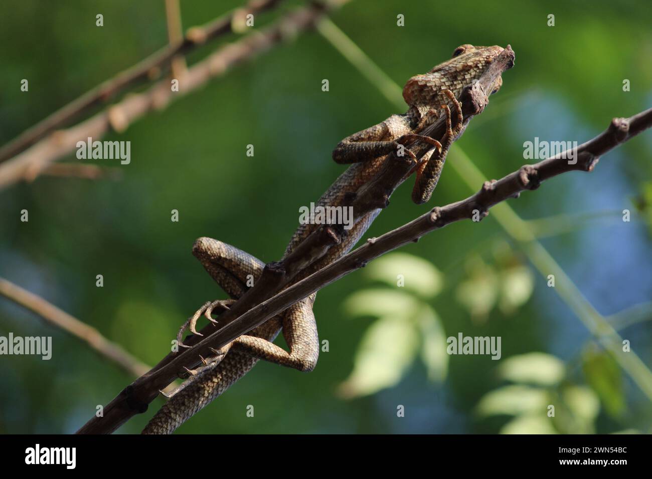Helmeted basilisk lizard hi-res stock photography and images - Alamy