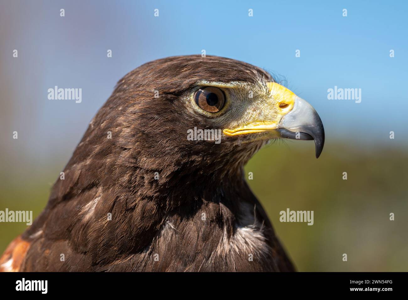Portrait of the red tailed hawk, with brown eye and yellow and gray ...