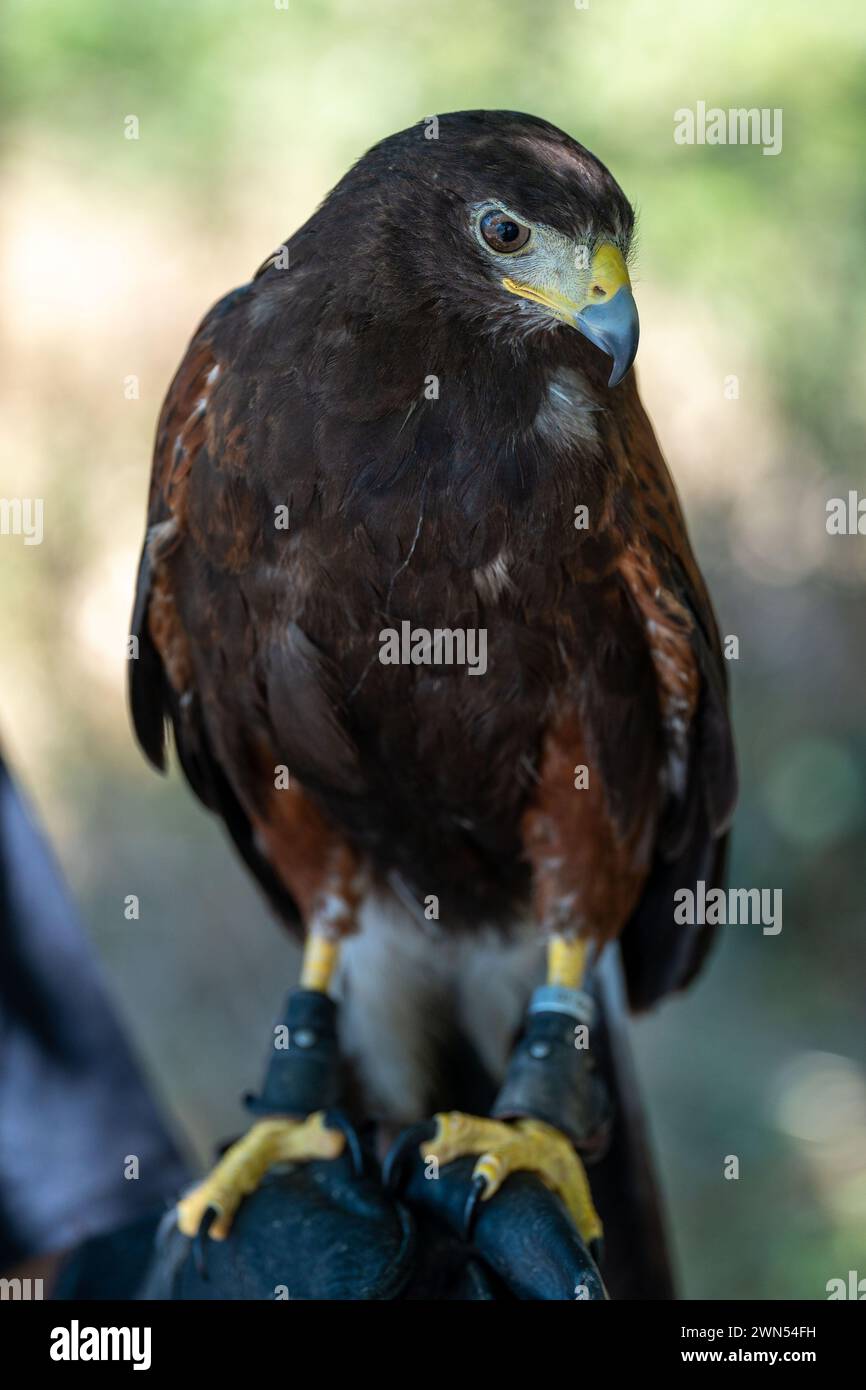 Domestic harris hawk hi-res stock photography and images - Alamy
