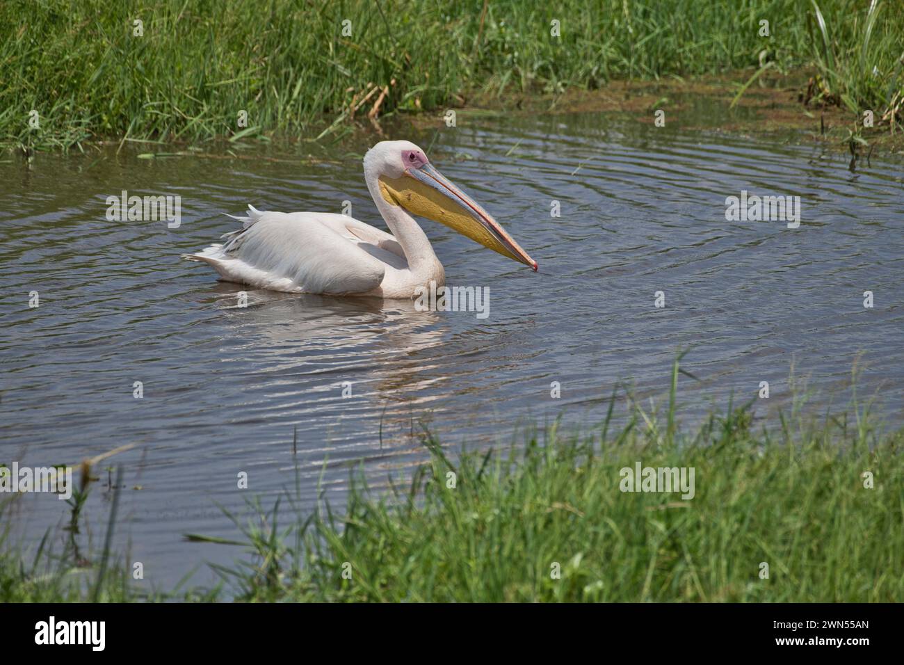 Great white pelican (Pelicanus onocrotalus), also known as the eastern ...
