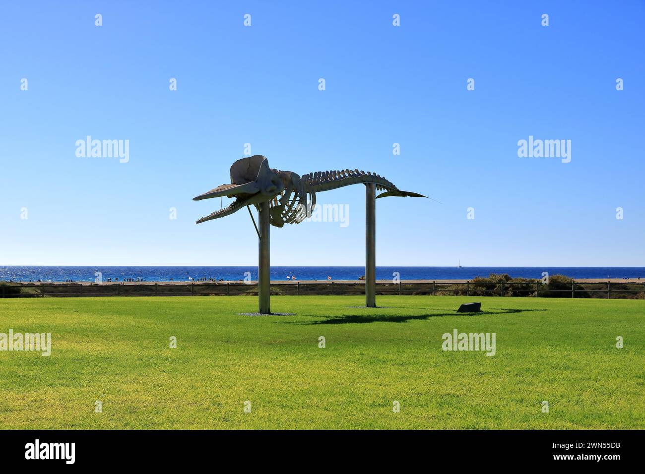 a Skeleton of a Sperm Whale in Morro Jable, Fuerteventura, Spain Stock ...