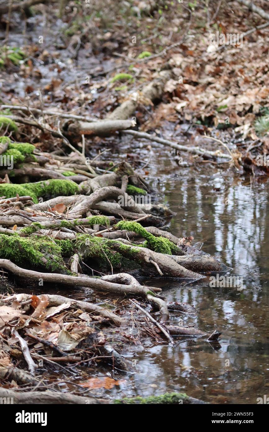 small Forest stream is absorbed by Roots Stock Photo - Alamy