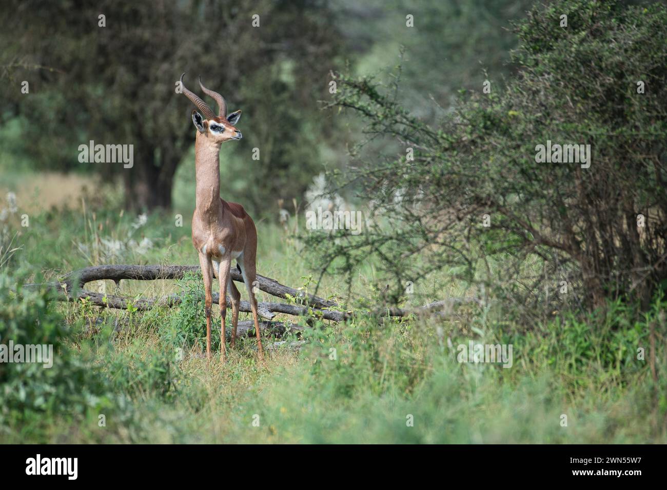 Adult male gerenuk (Litocranius walleri), also known as the giraffe ...