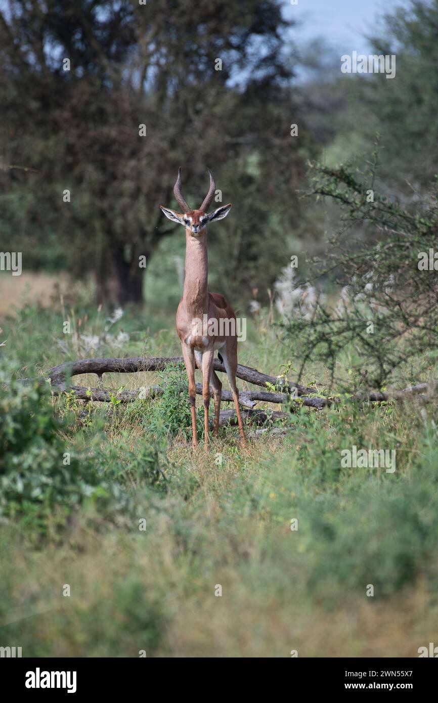 Adult male gerenuk (Litocranius walleri), also known as the giraffe ...