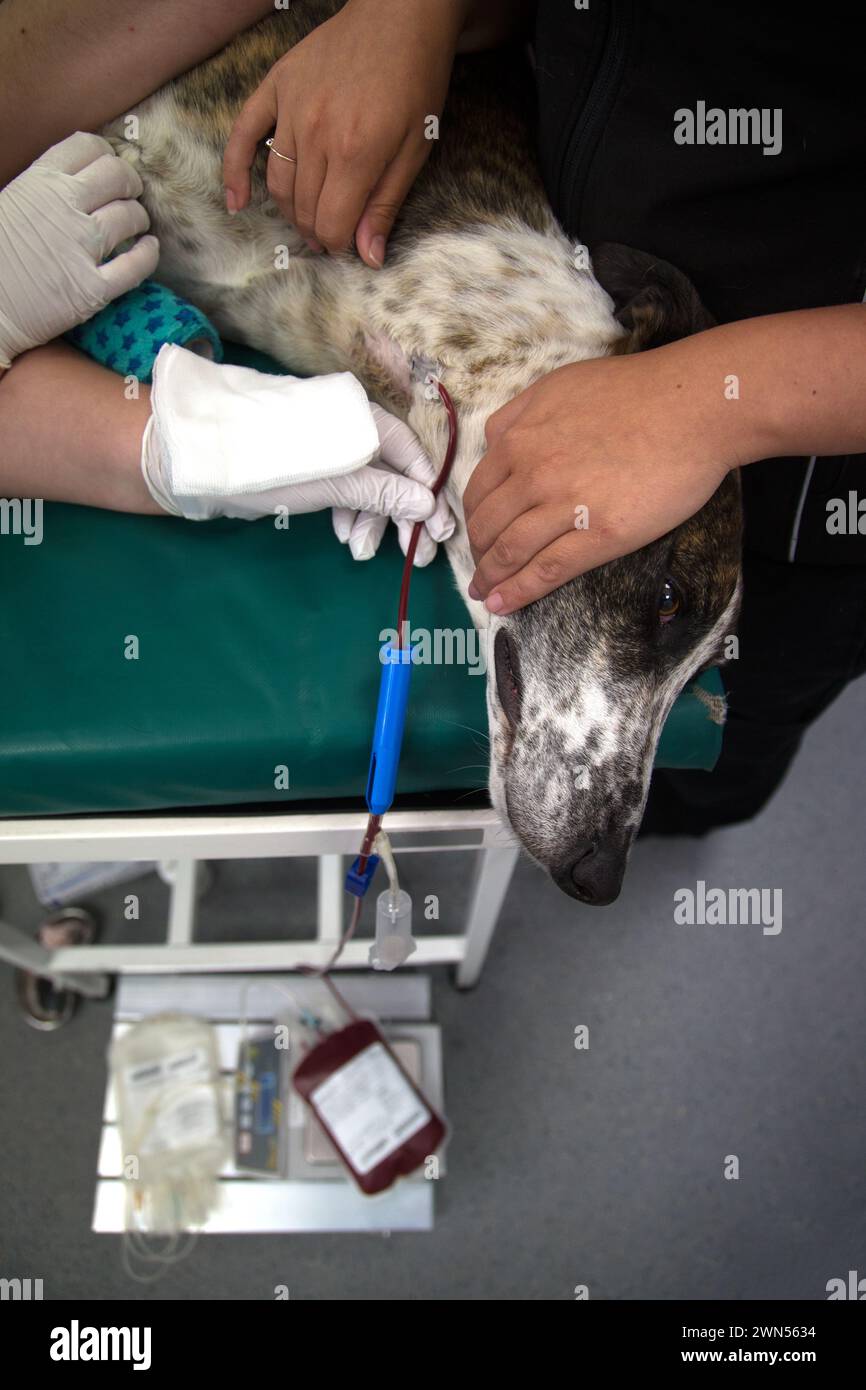 Pet blood donor hi-res stock photography and images - Alamy