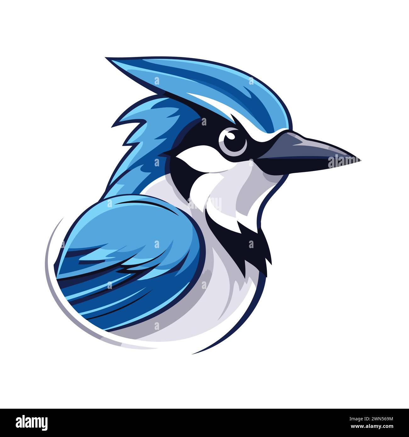 Blue jay bird vector illustration on white background. Bird mascot ...
